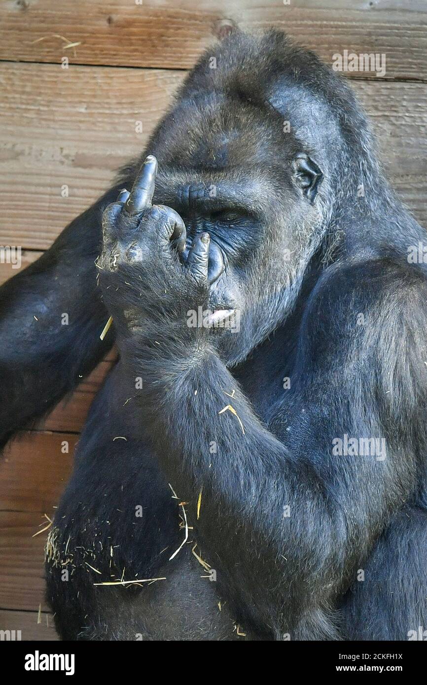 A western lowland gorillas scratches its nose in the warm sunshine at ...