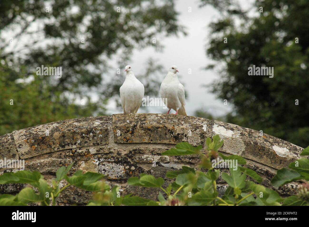 Dove on wall hi-res stock photography and images - Alamy