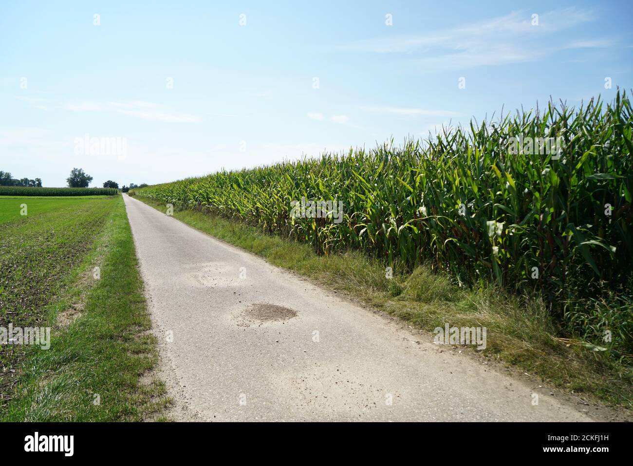 Narrow pathway in a field surrounded by plantations Stock Photo - Alamy