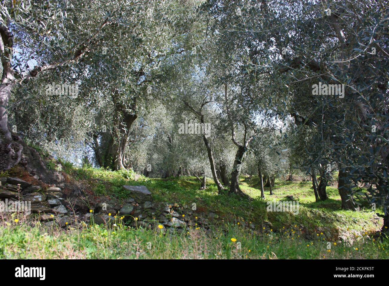 green and large olive grove full of olive trees, plants full of leaves ...