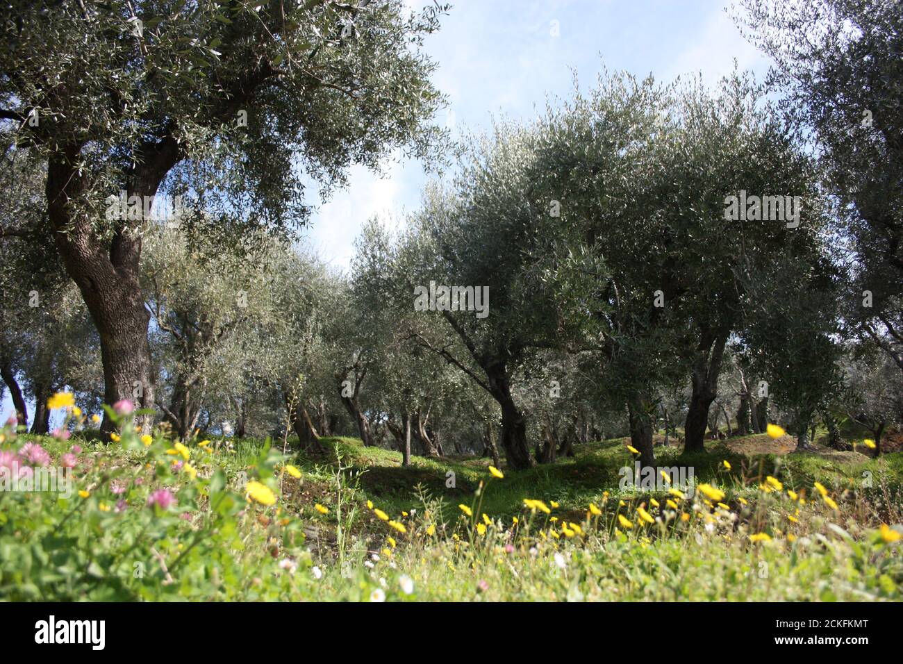green and large olive grove full of olive trees, plants full of leaves ...
