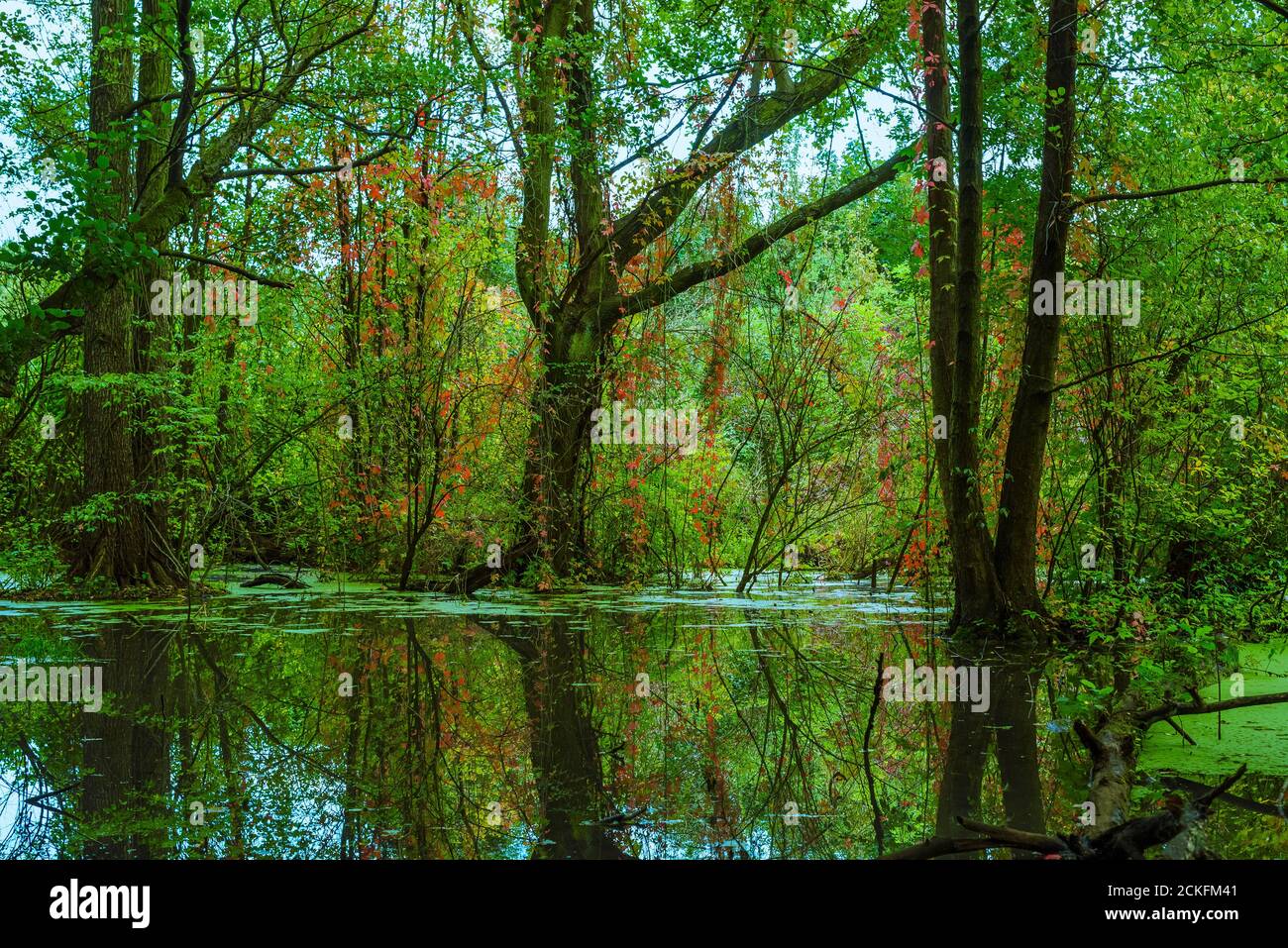 Trees that stand in a flooded forest, trees in the swamp, autumnal ...
