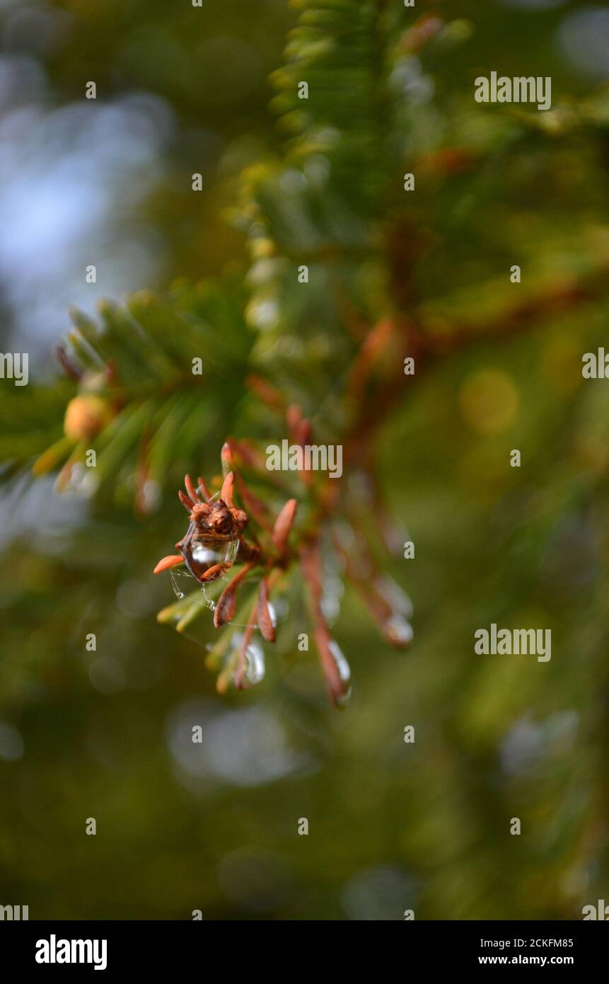 Coast redwood needles hi-res stock photography and images - Alamy