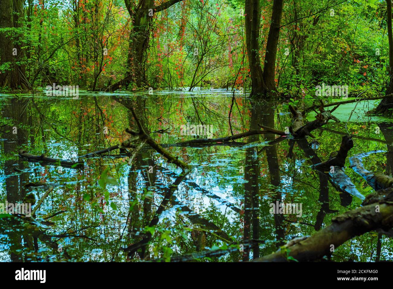 Trees that stand in a flooded forest, trees in the swamp, autumnal ...