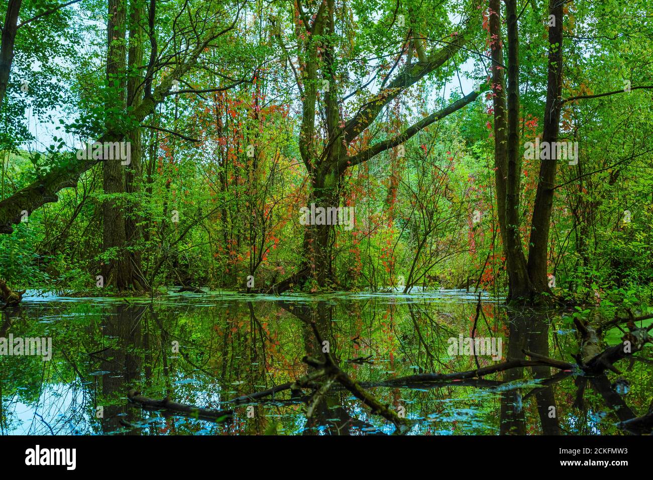 Trees that stand in a flooded forest, trees in the swamp, autumnal ...