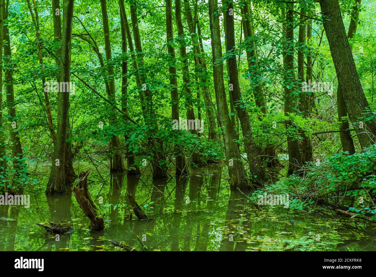 Trees that stand in a flooded forest, trees in the swamp, autumnal ...
