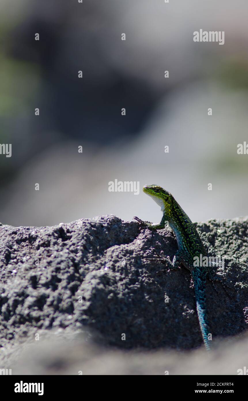 Male of jewel lizard Liolaemus tenuis. Conguillio National Park ...