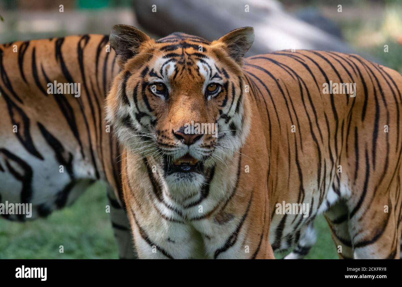 Indian Bengal Tiger (Panthera tigris) in natural habitat shot in the ...