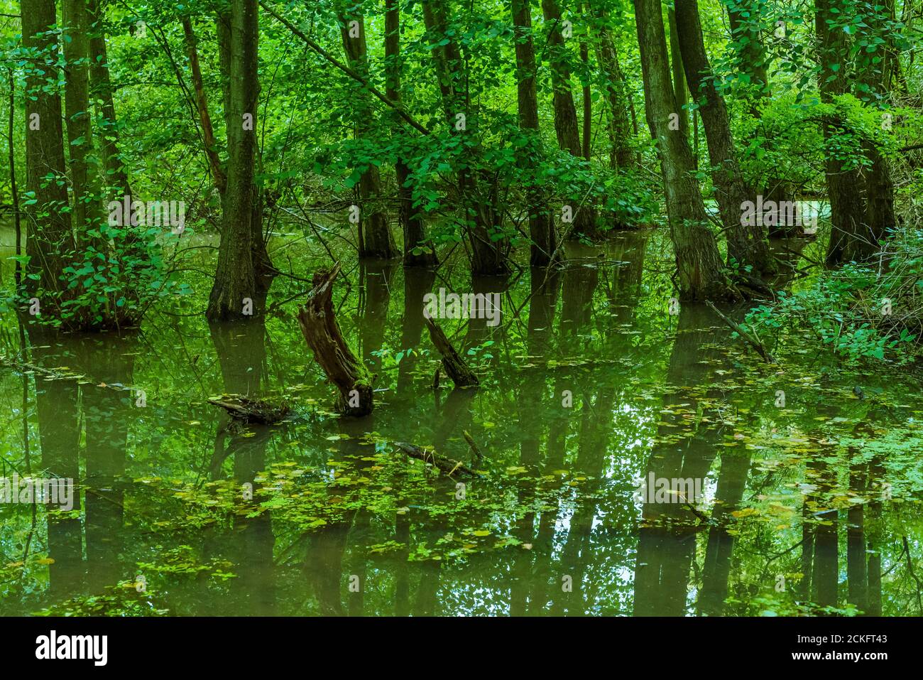 Trees that stand in a flooded forest, trees in the swamp, autumnal ...