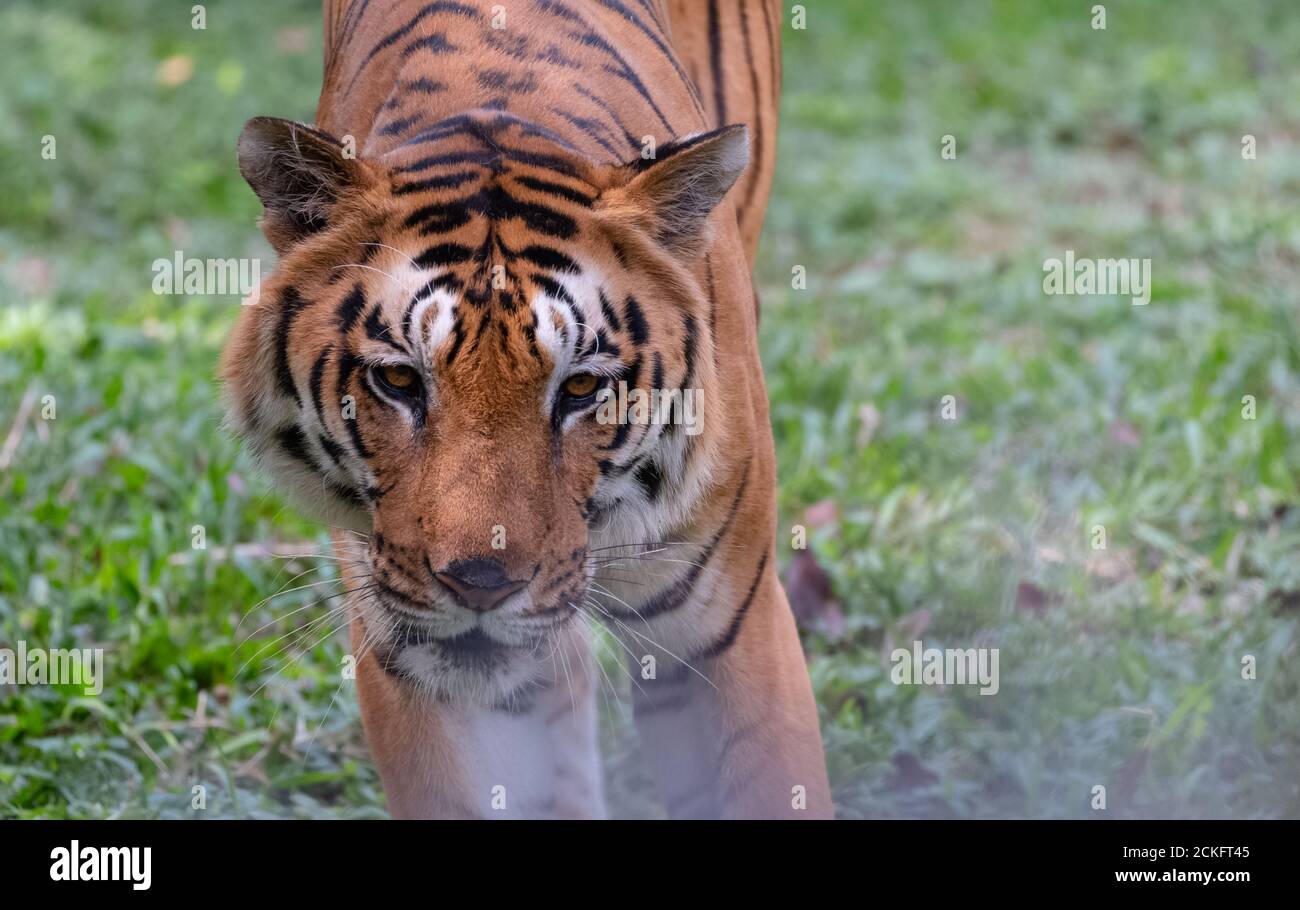 Indian Bengal Tiger (Panthera tigris) in natural habitat shot in the ...