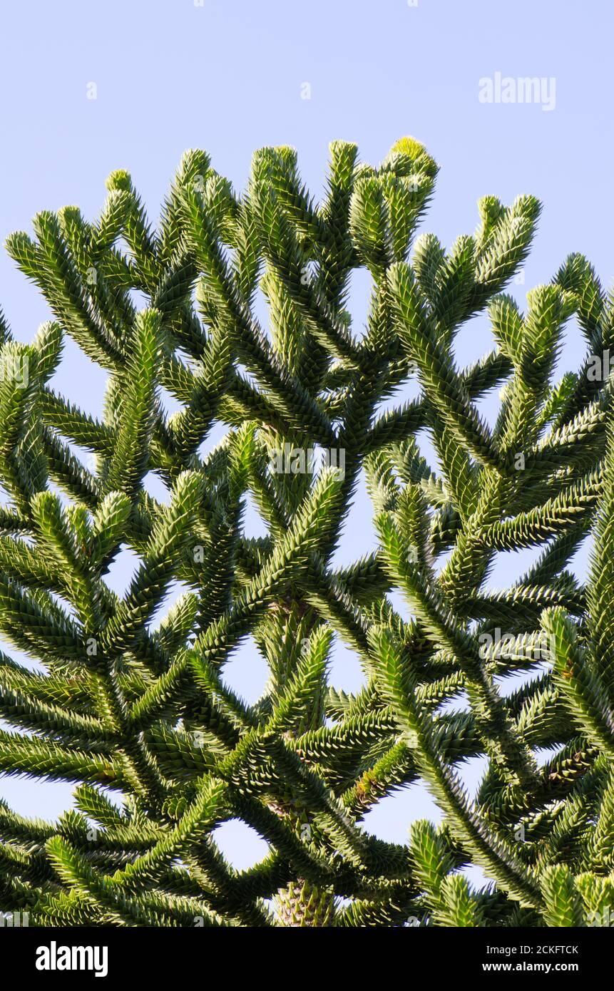 Branches of monkey puzzle tree Araucaria araucana. Conguillio National ...