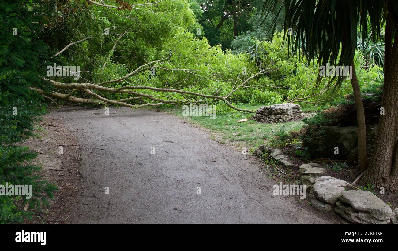 Tree fallen across woodland path hi-res stock photography and images ...