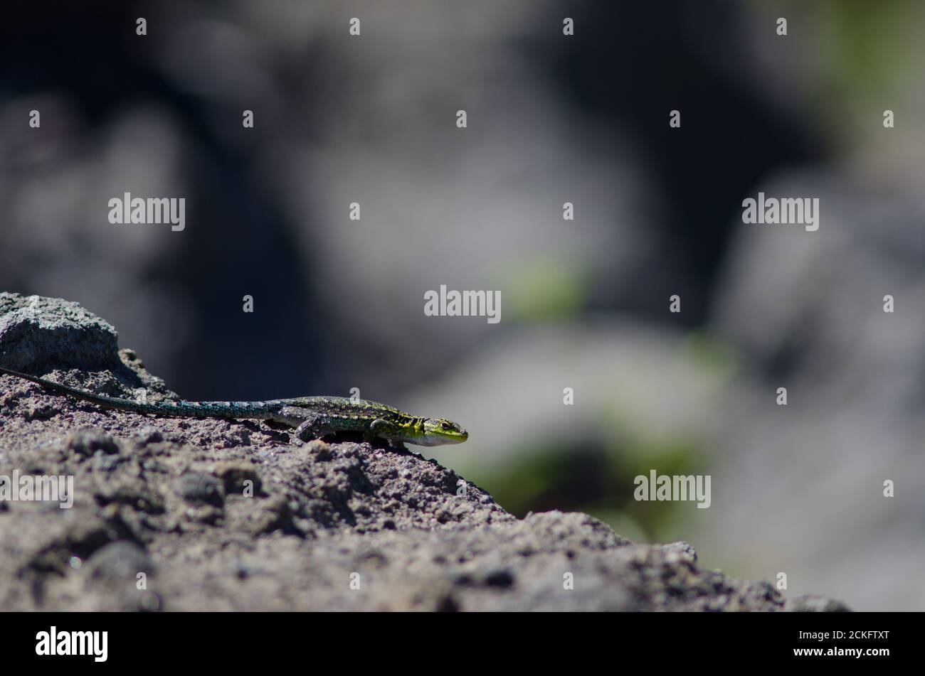 Male of jewel lizard Liolaemus tenuis. Conguillio National Park ...