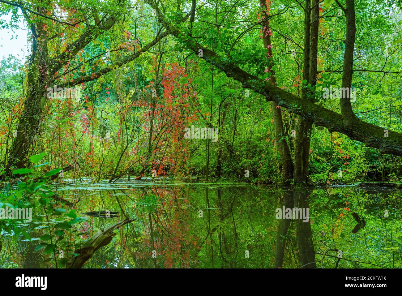 Trees that stand in a flooded forest, trees in the swamp, autumnal ...