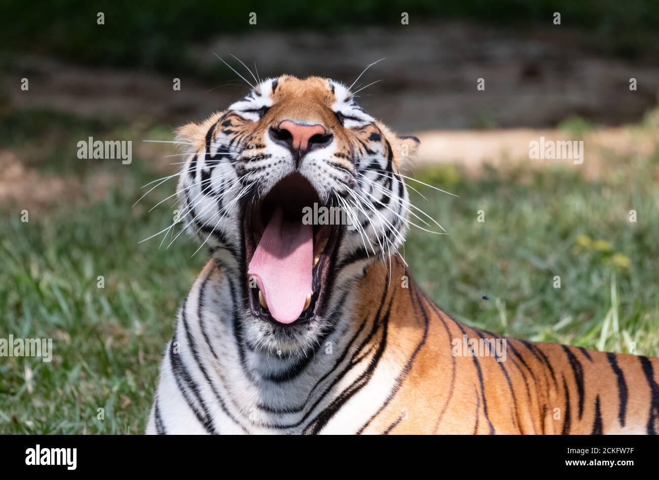 Indian Bengal Tiger (Panthera tigris) in natural habitat shot in the ...