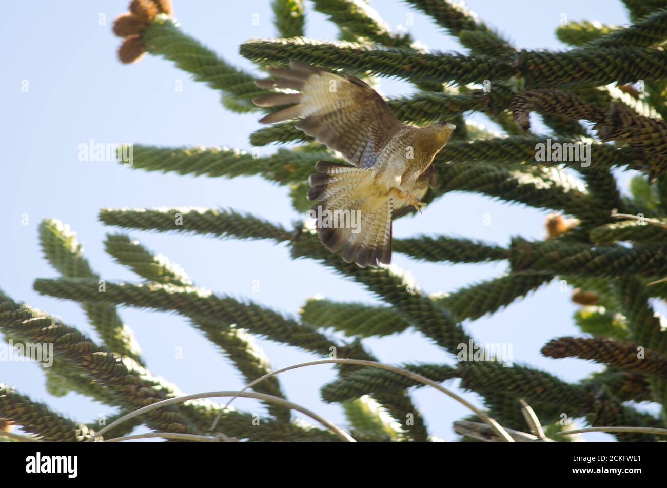 Jumping off tree branch hi-res stock photography and images - Alamy