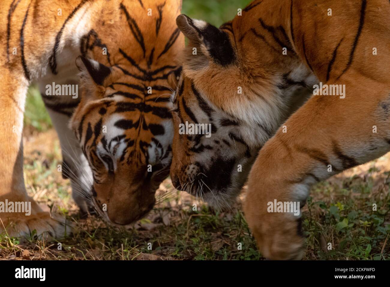 Indian Bengal Tiger (Panthera tigris) in natural habitat shot in the ...