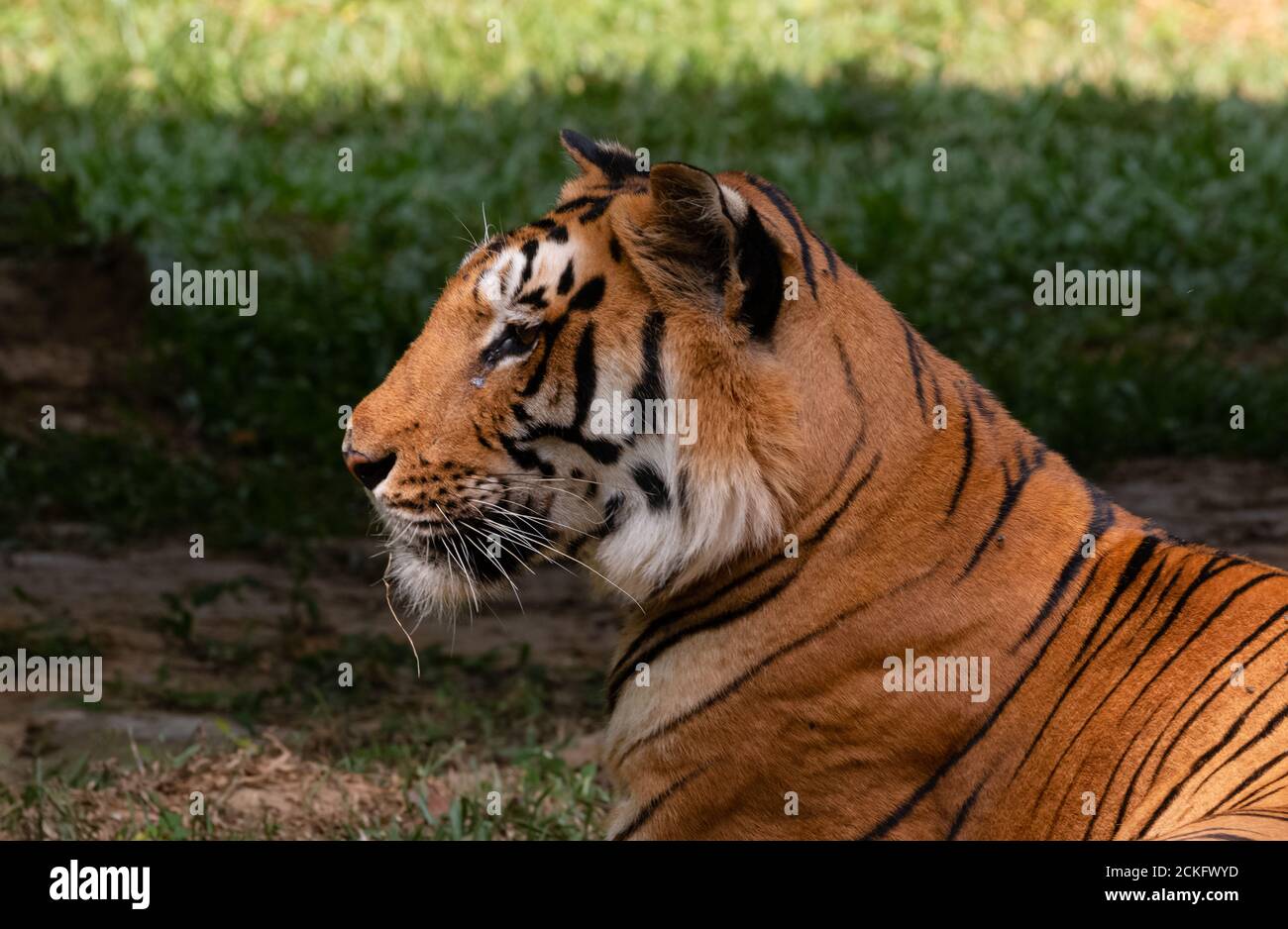Indian Bengal Tiger (Panthera tigris) in natural habitat shot in the ...
