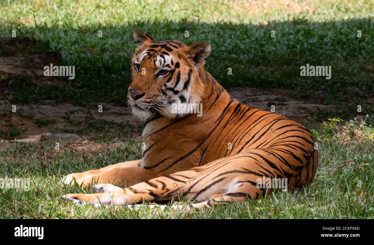 Indian Bengal Tiger (Panthera tigris) in natural habitat shot in the ...
