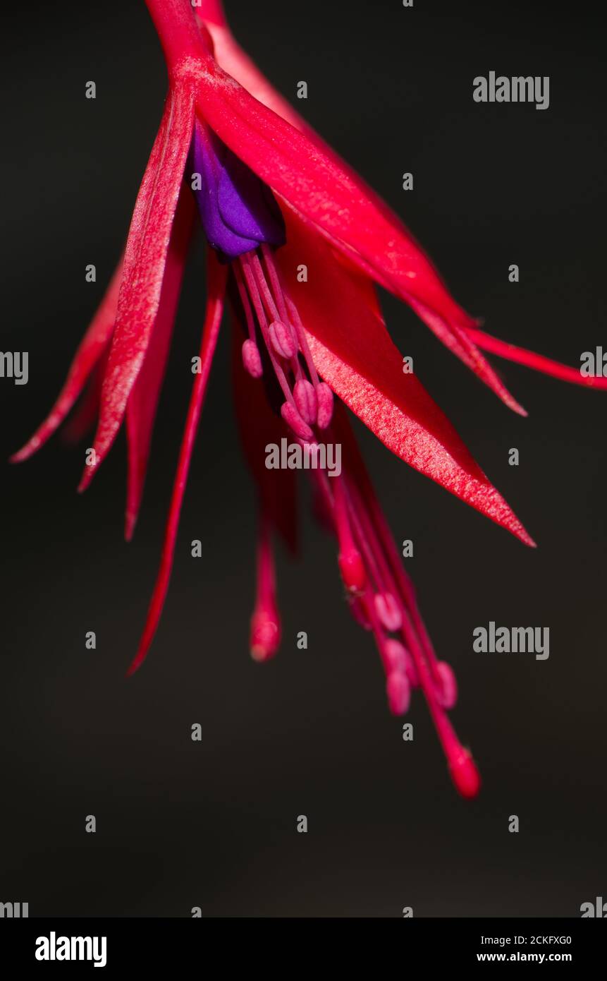 Flower of hummingbird fuchsia Fuchsia magellanica. Conguillio National ...