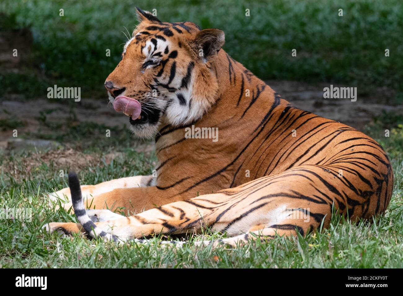 Indian Bengal Tiger (Panthera tigris) in natural habitat shot in the ...