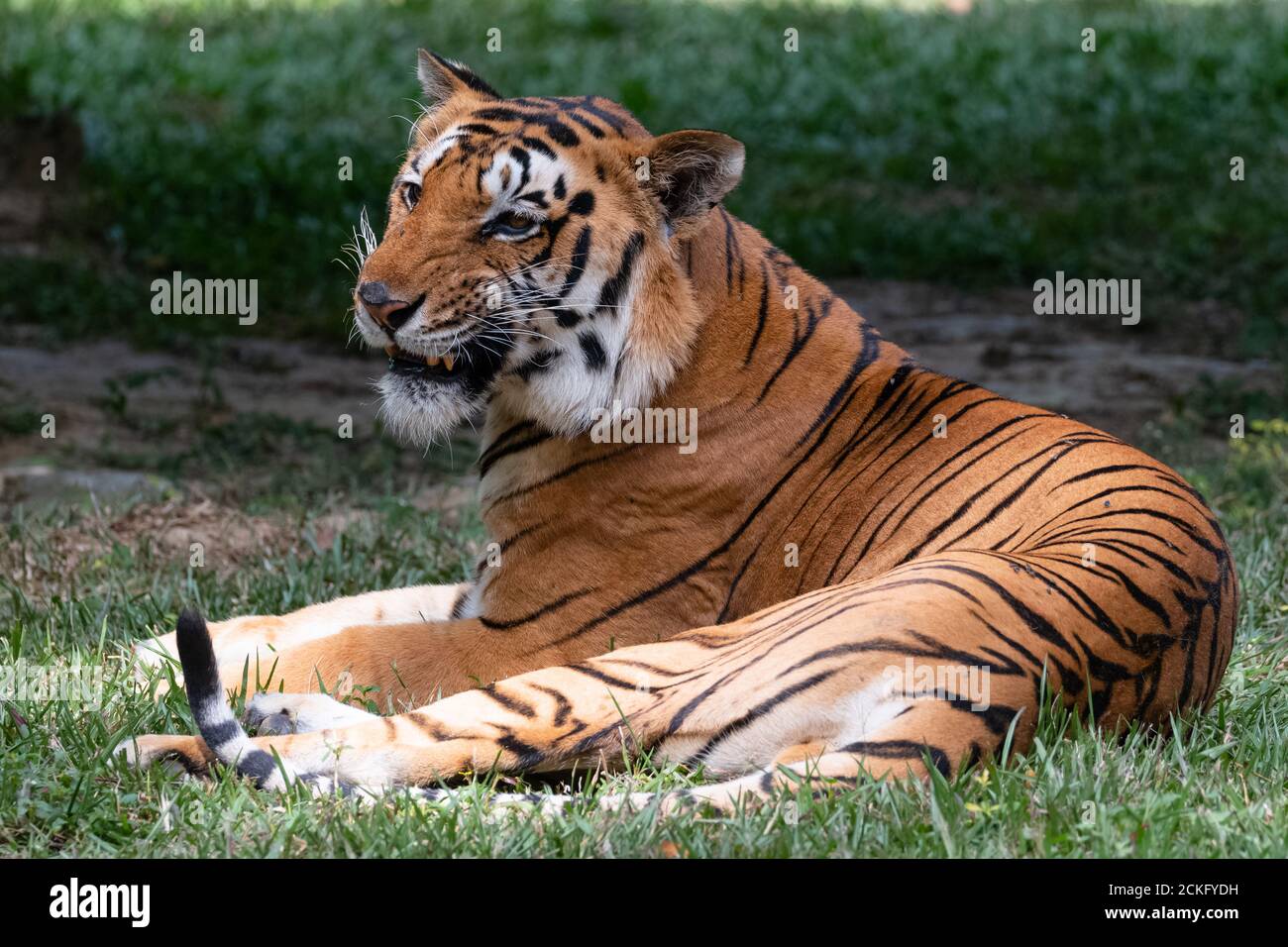 Indian Bengal Tiger (Panthera tigris) in natural habitat shot in the ...