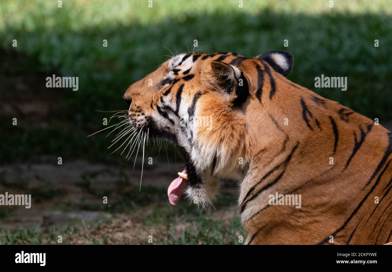Indian Bengal Tiger (Panthera tigris) in natural habitat shot in the ...