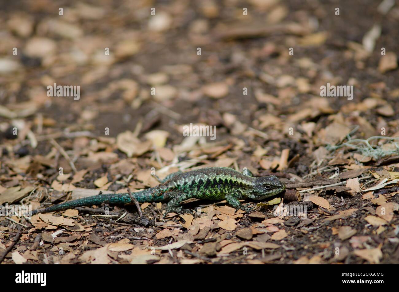 Orange bellied lizards hi-res stock photography and images - Alamy