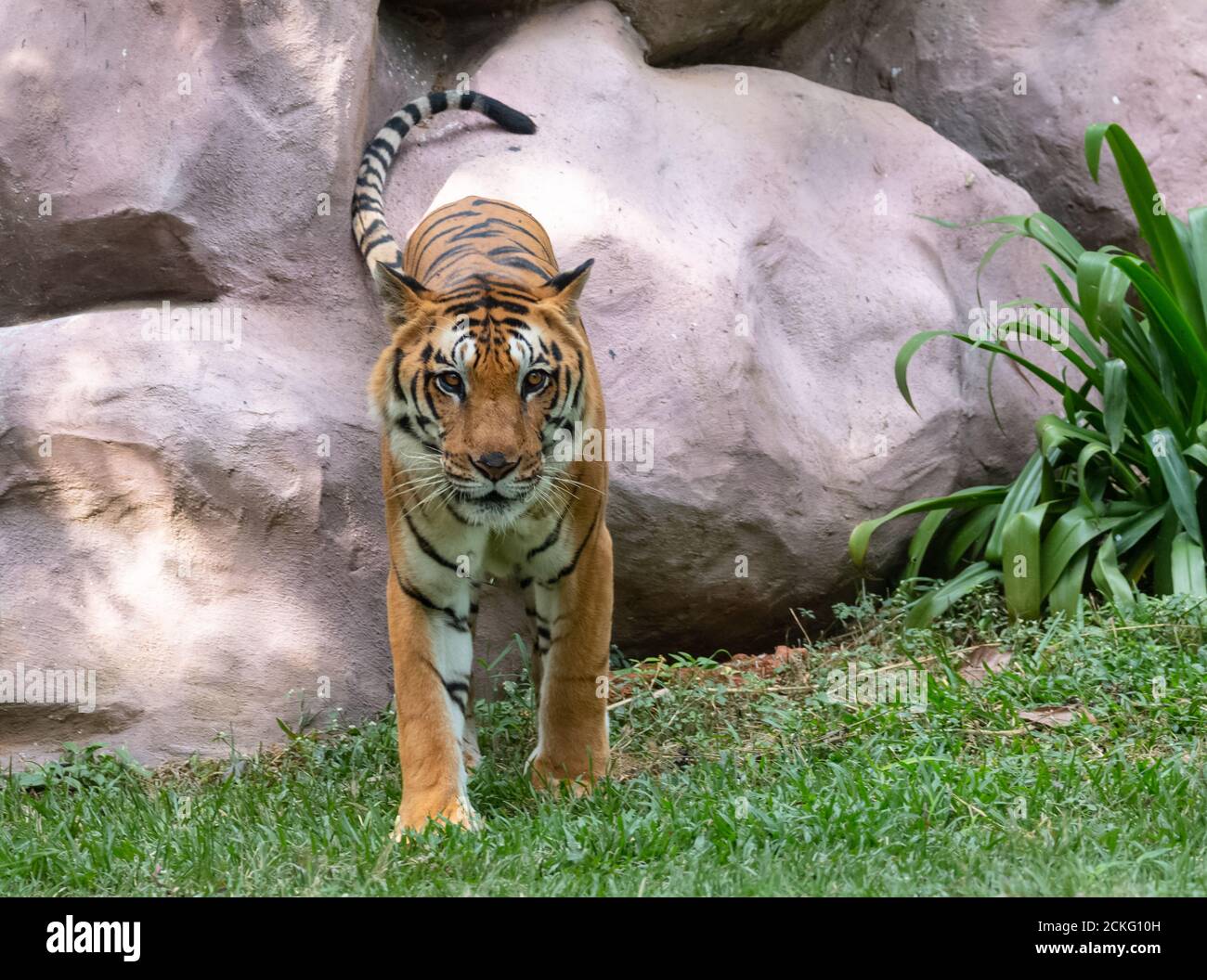 Habitat shot of royal bengal tiger hi-res stock photography and images ...