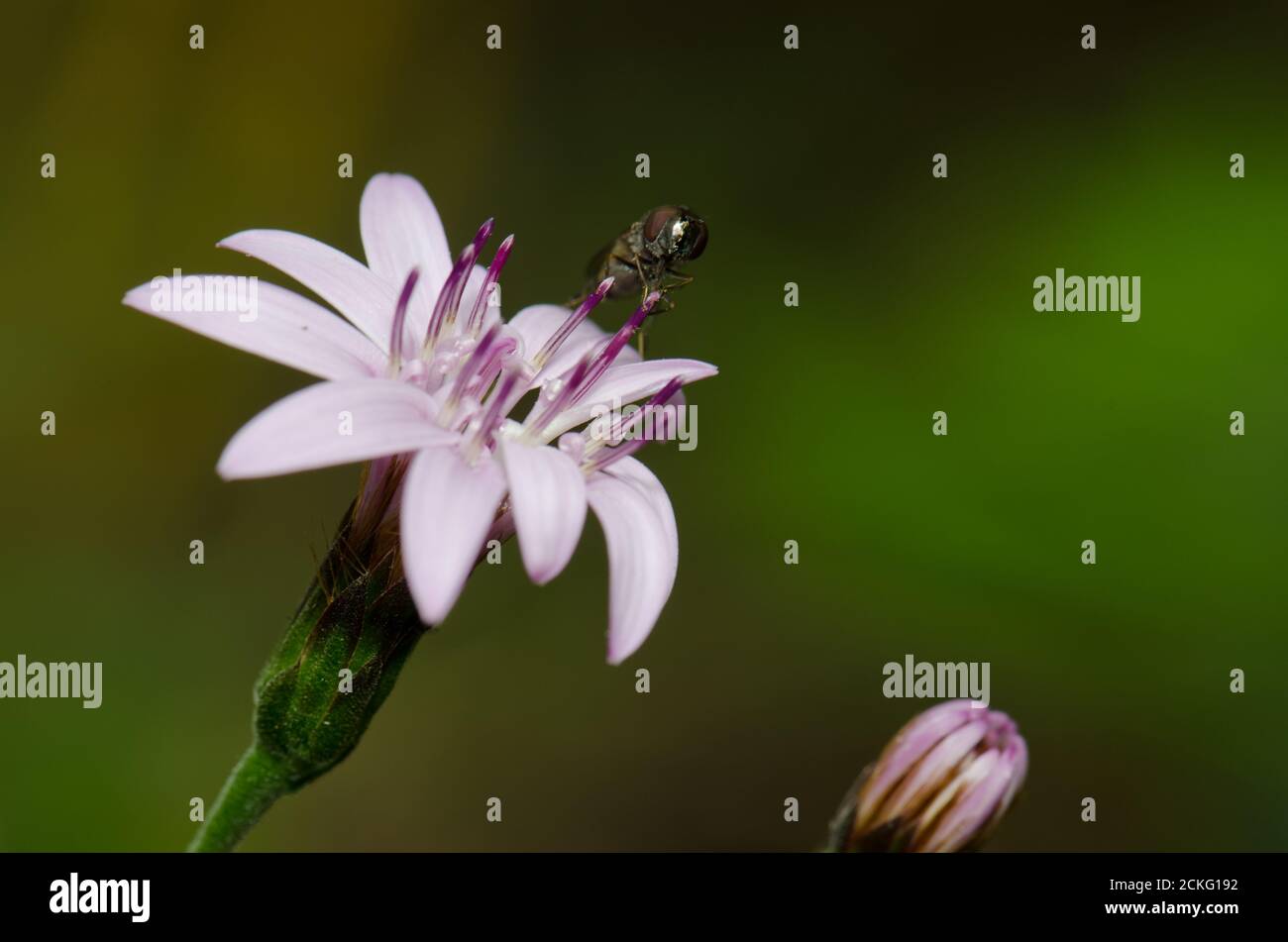 Perezia hi-res stock photography and images - Alamy