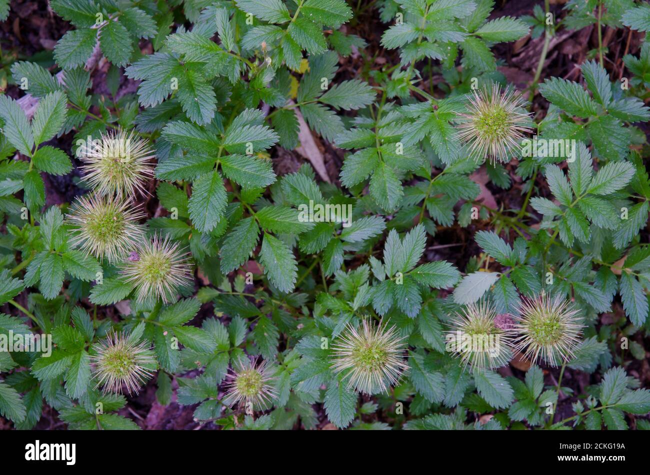 Fruiting stages of Acaena argentea. Conguillio National Park. Araucania ...