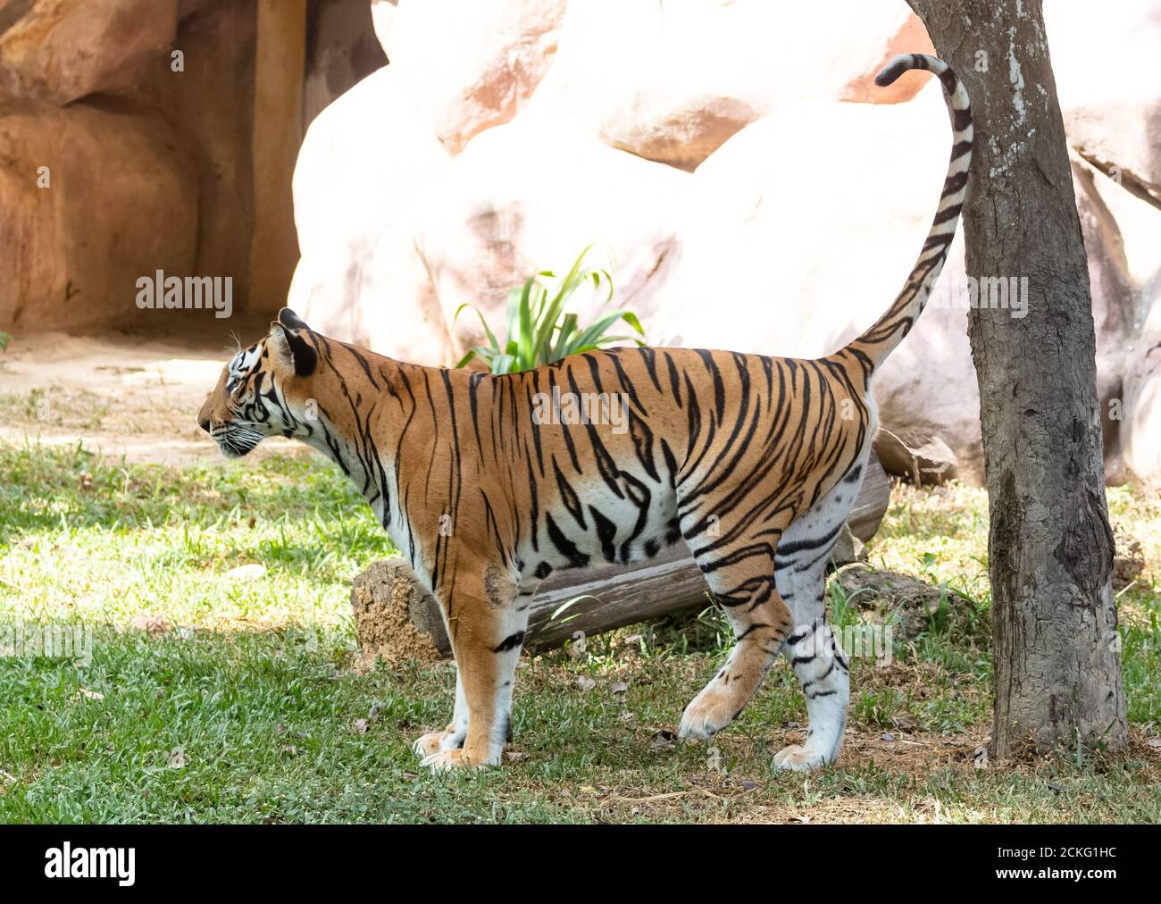 Indian Bengal Tiger (Panthera tigris) in natural habitat shot in the ...