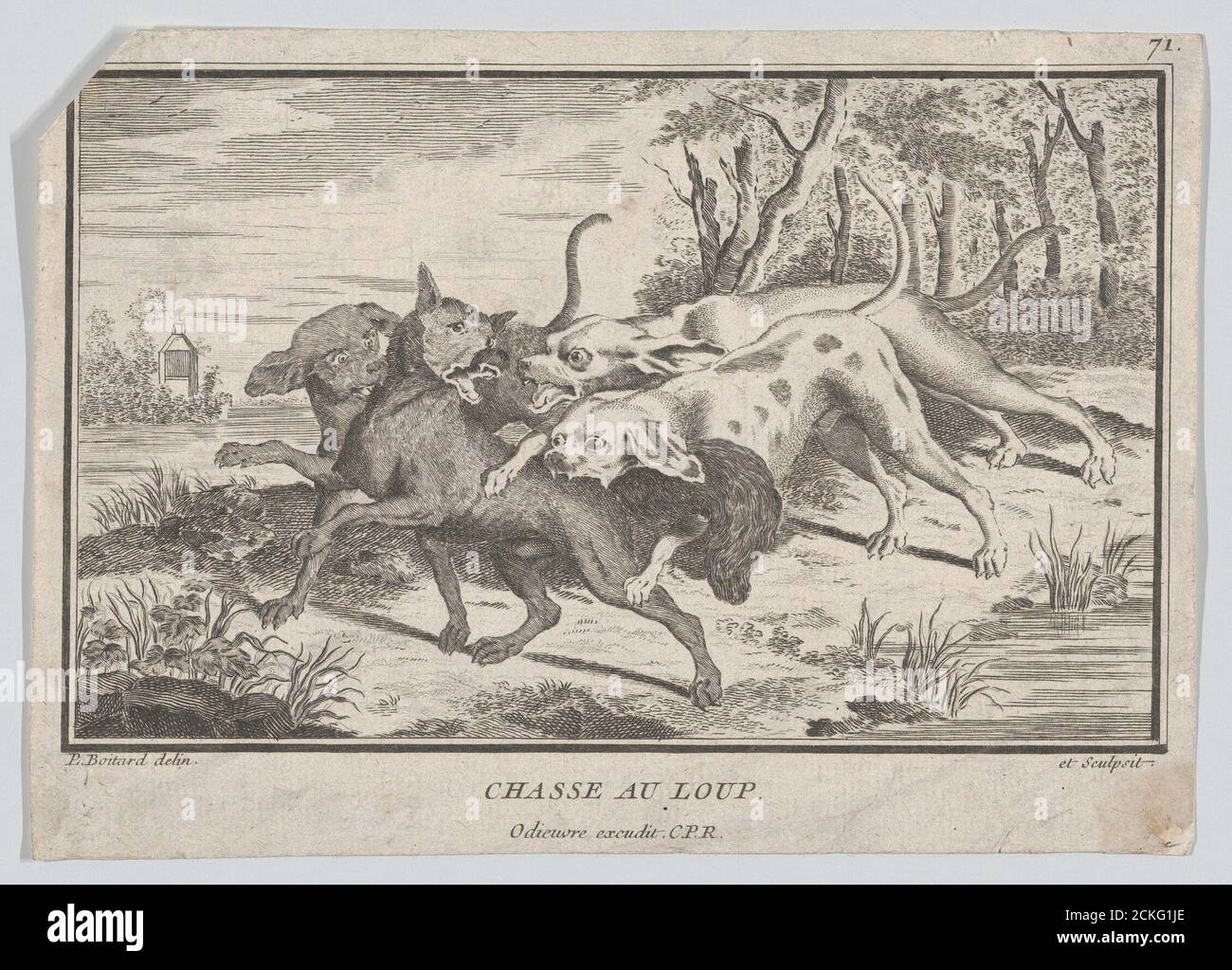 Zebra wolf hi-res stock photography and images - Alamy