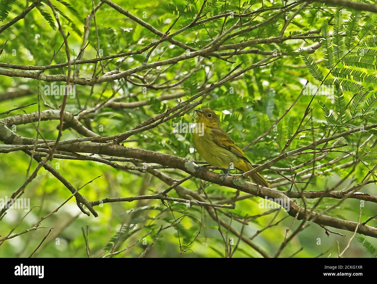 Yellow-backed Tanager (Hemithraupis flavicollis insignis) adult female ...