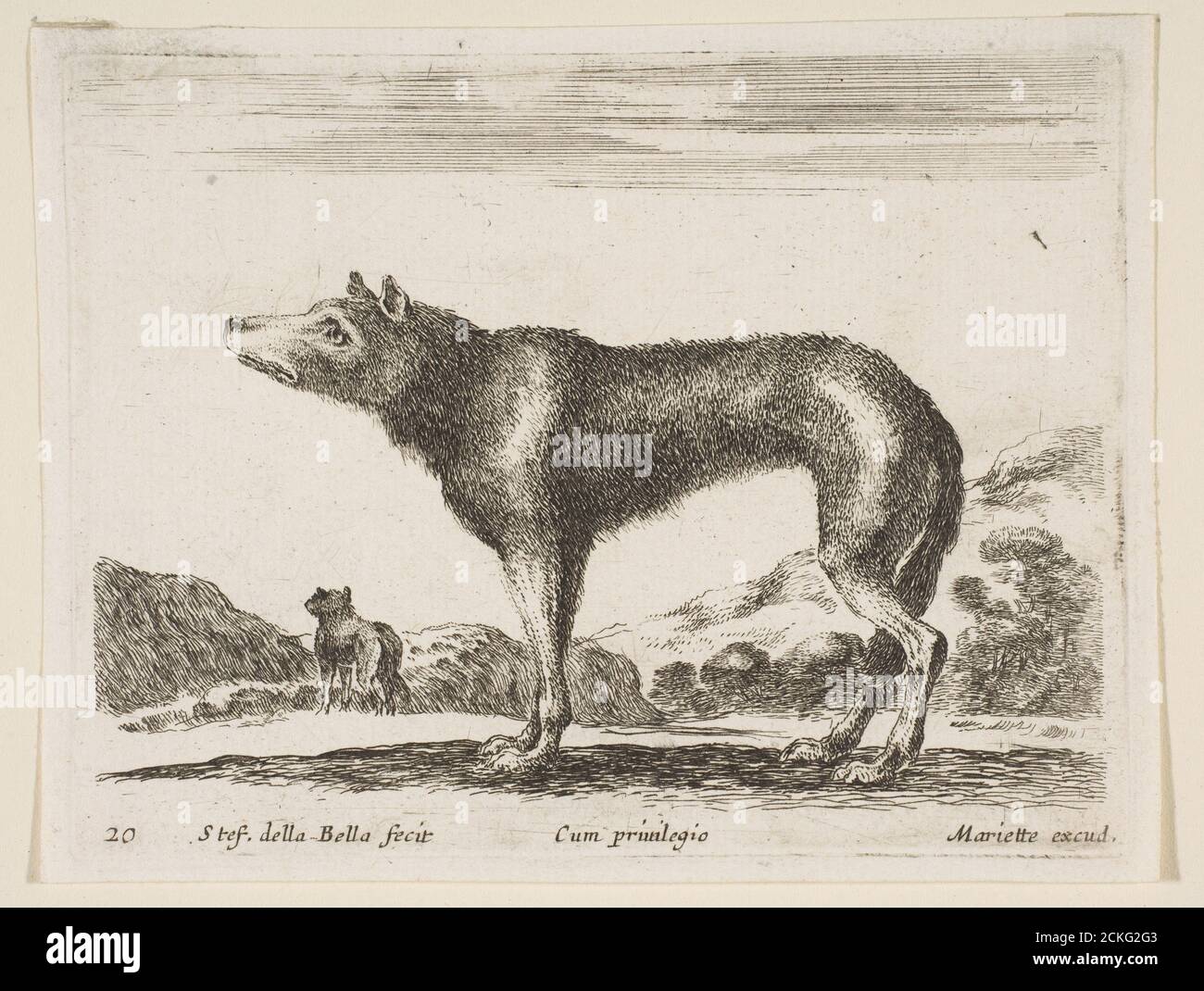 Zebra wolf hi-res stock photography and images - Alamy