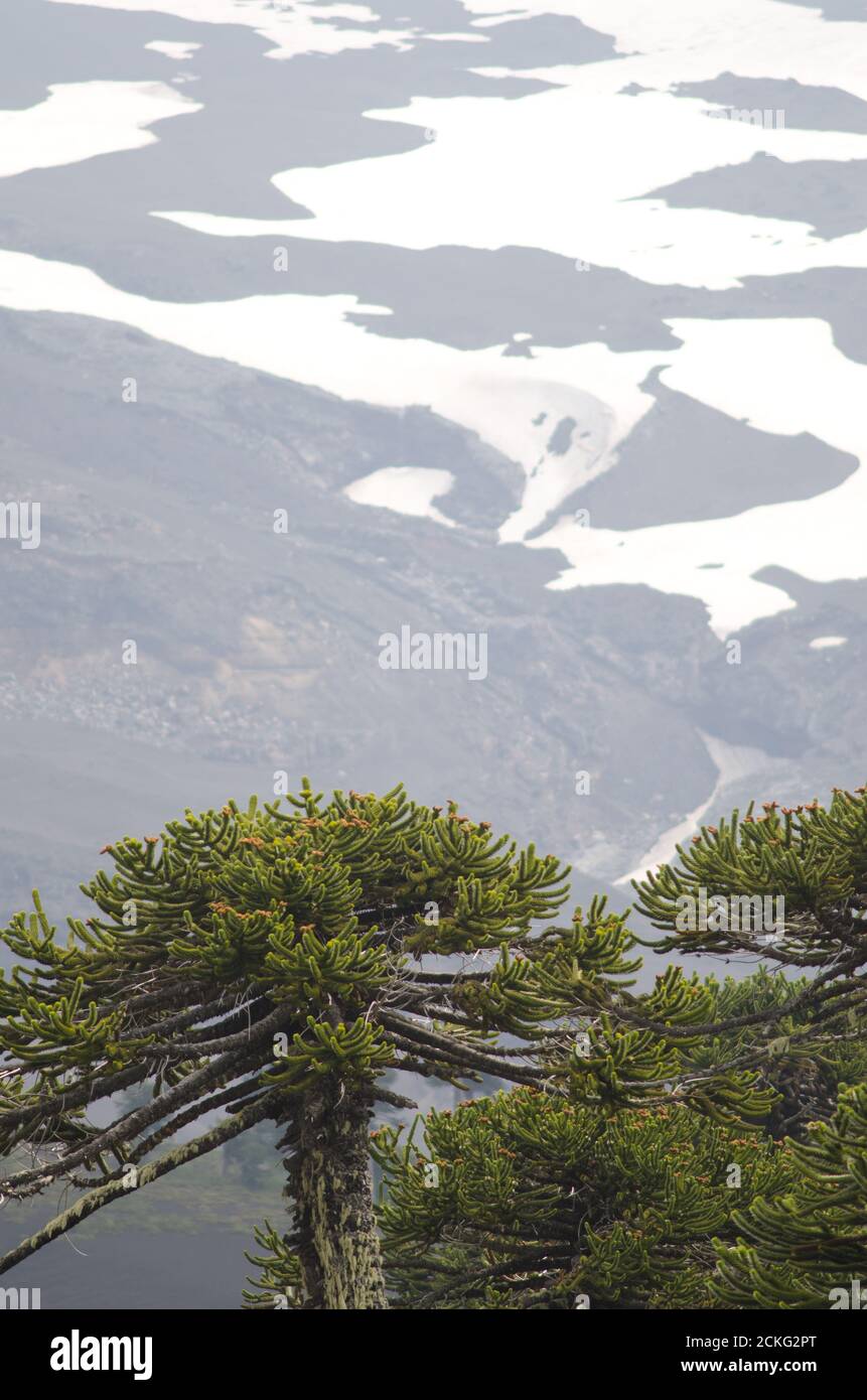 Monkey puzzle trees Araucaria araucana and slope of the Llaima volcano ...