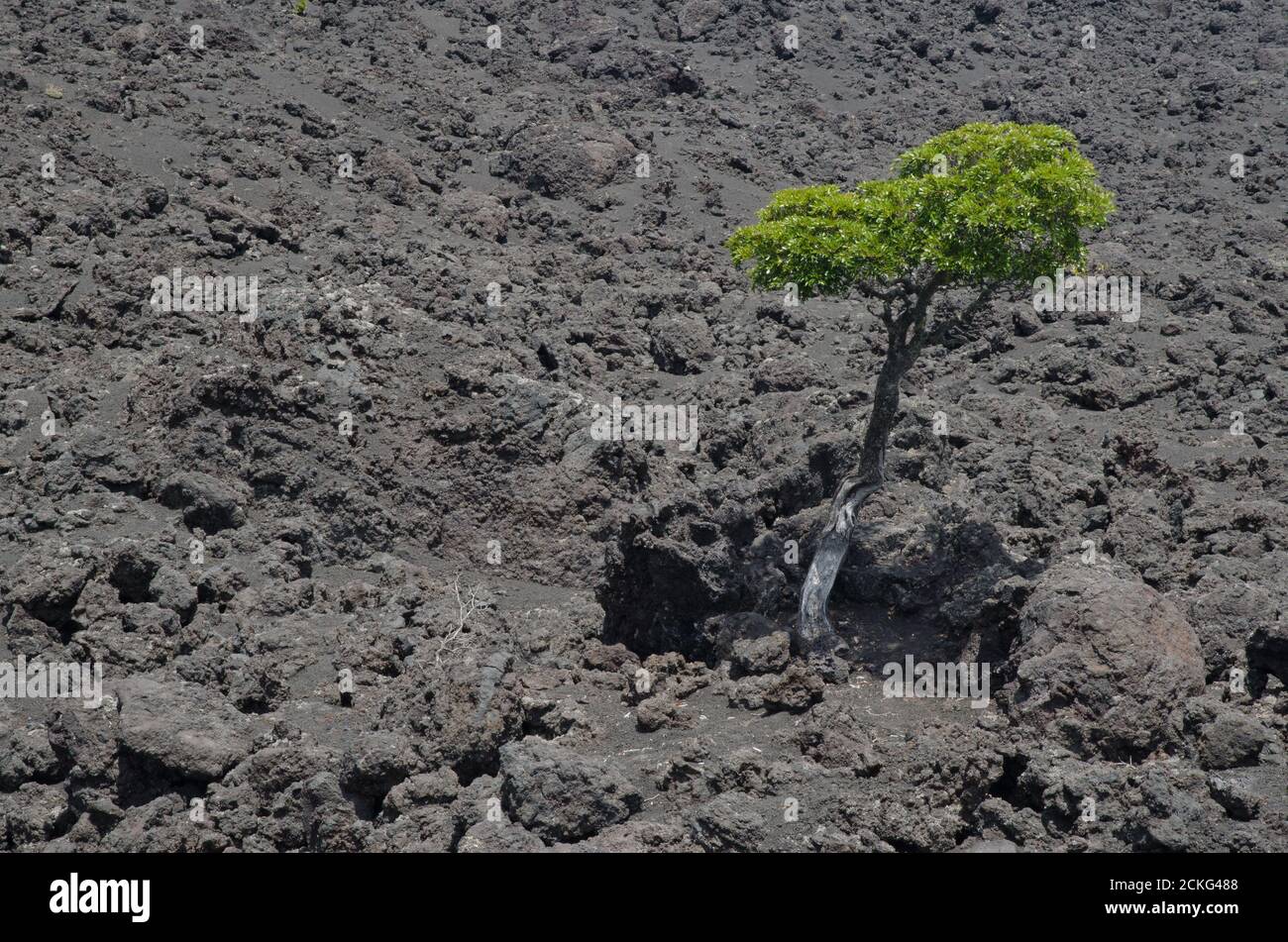 Volcanic rocks field chile hi-res stock photography and images - Alamy
