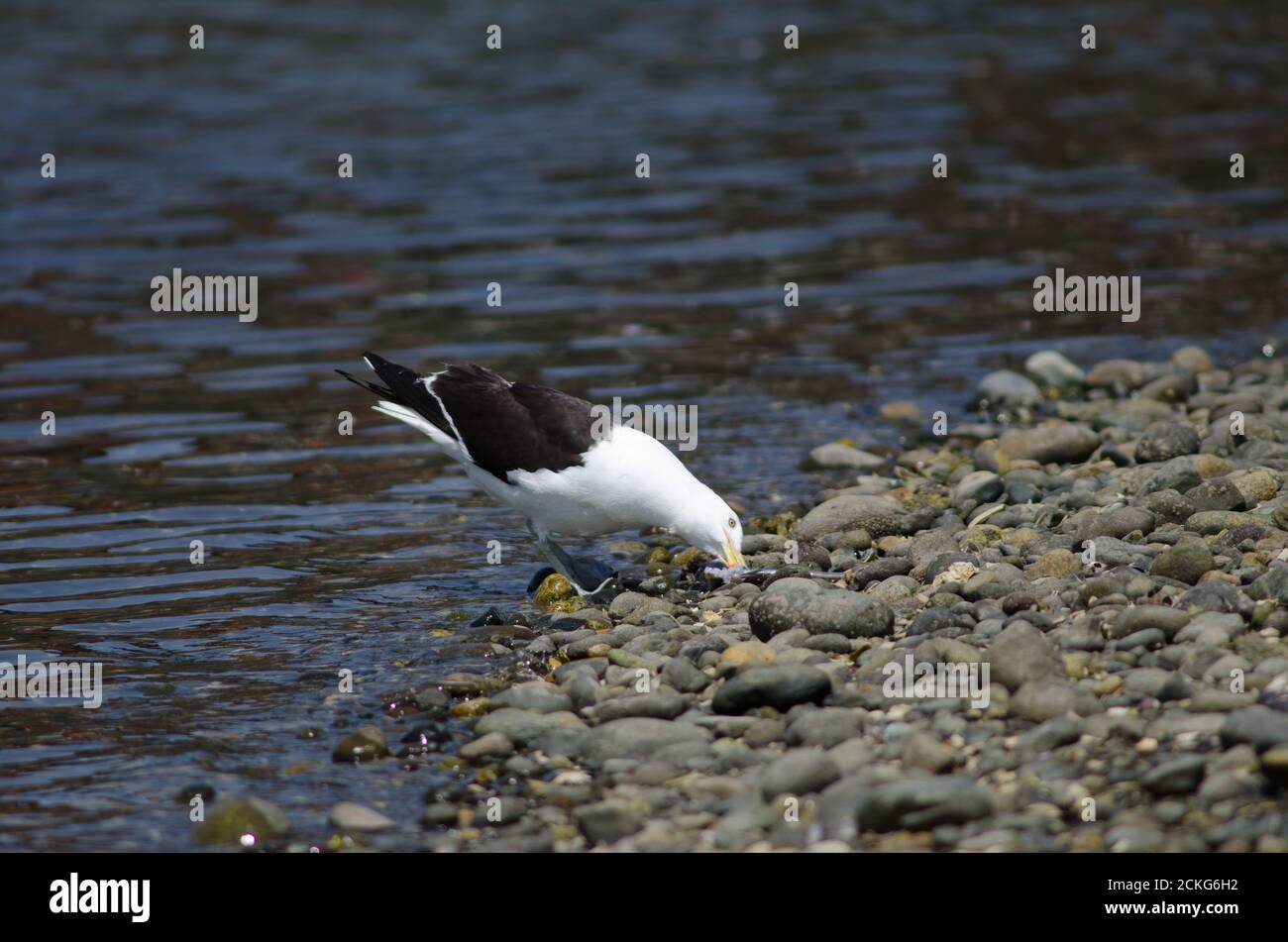 Kelp gull Larus dominicanus eating a fish. Angelmo. Puerto Montt. Los ...