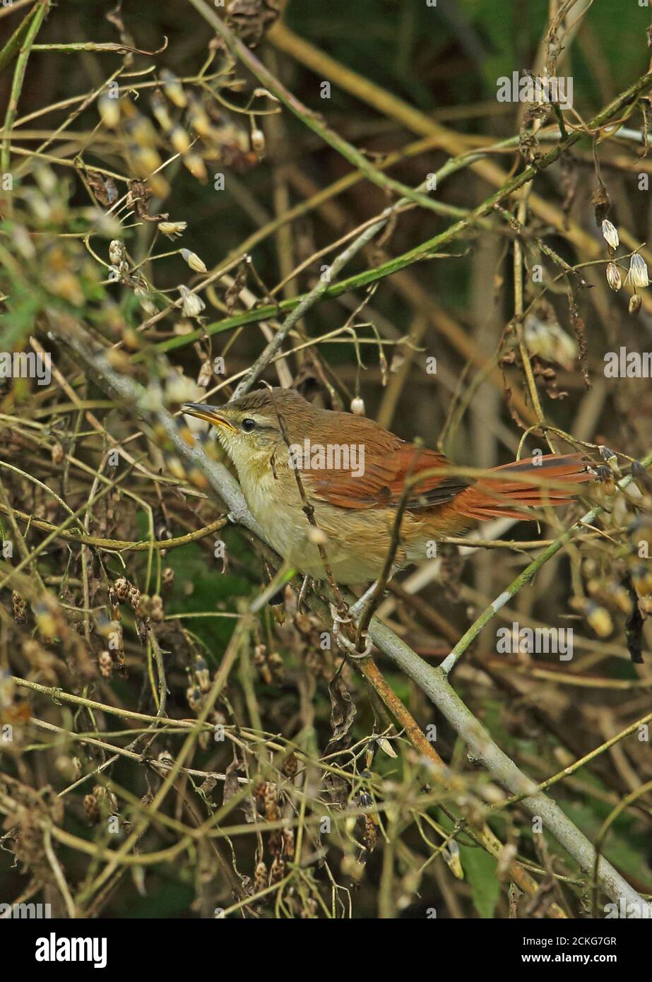 Yellow-chinned Spinetail (Certhiaxis cinnamomeus russeolus) juvenile ...