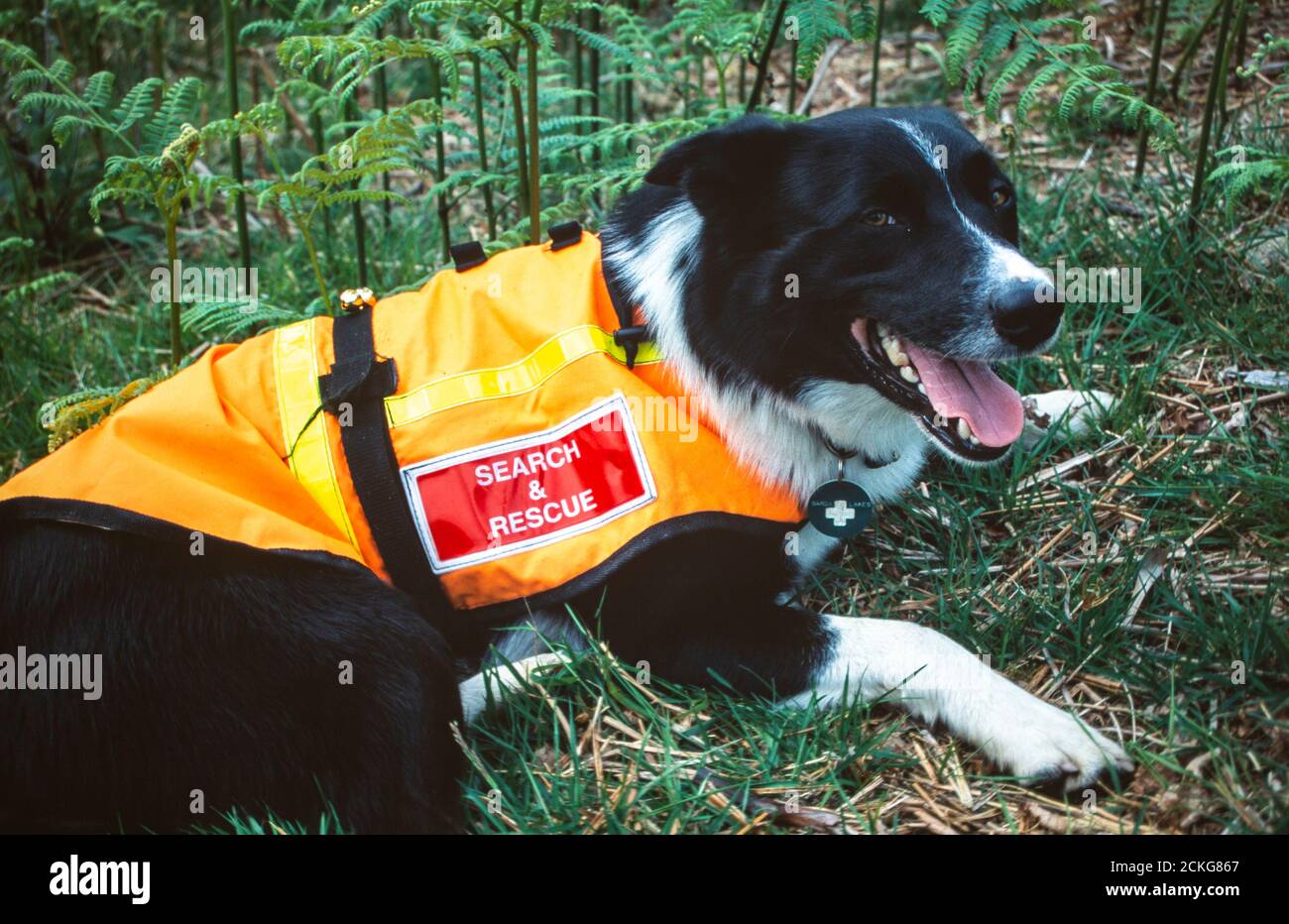 A Search dog with the Langdale/Ambleside mountain Rescue Team one of ...