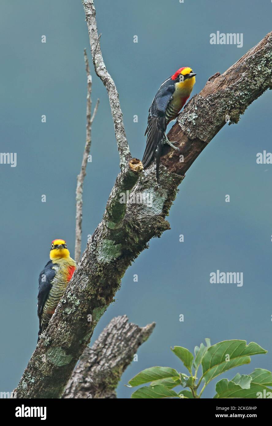 Yellow-fronted Woodpecker (Melanerpes flavifrona) two adult males ...