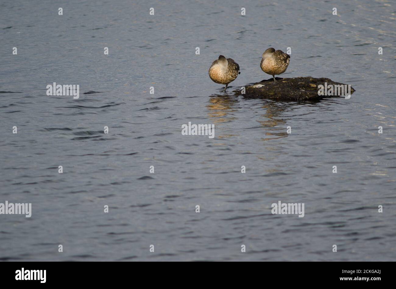 Patagonian crested ducks hi-res stock photography and images - Alamy