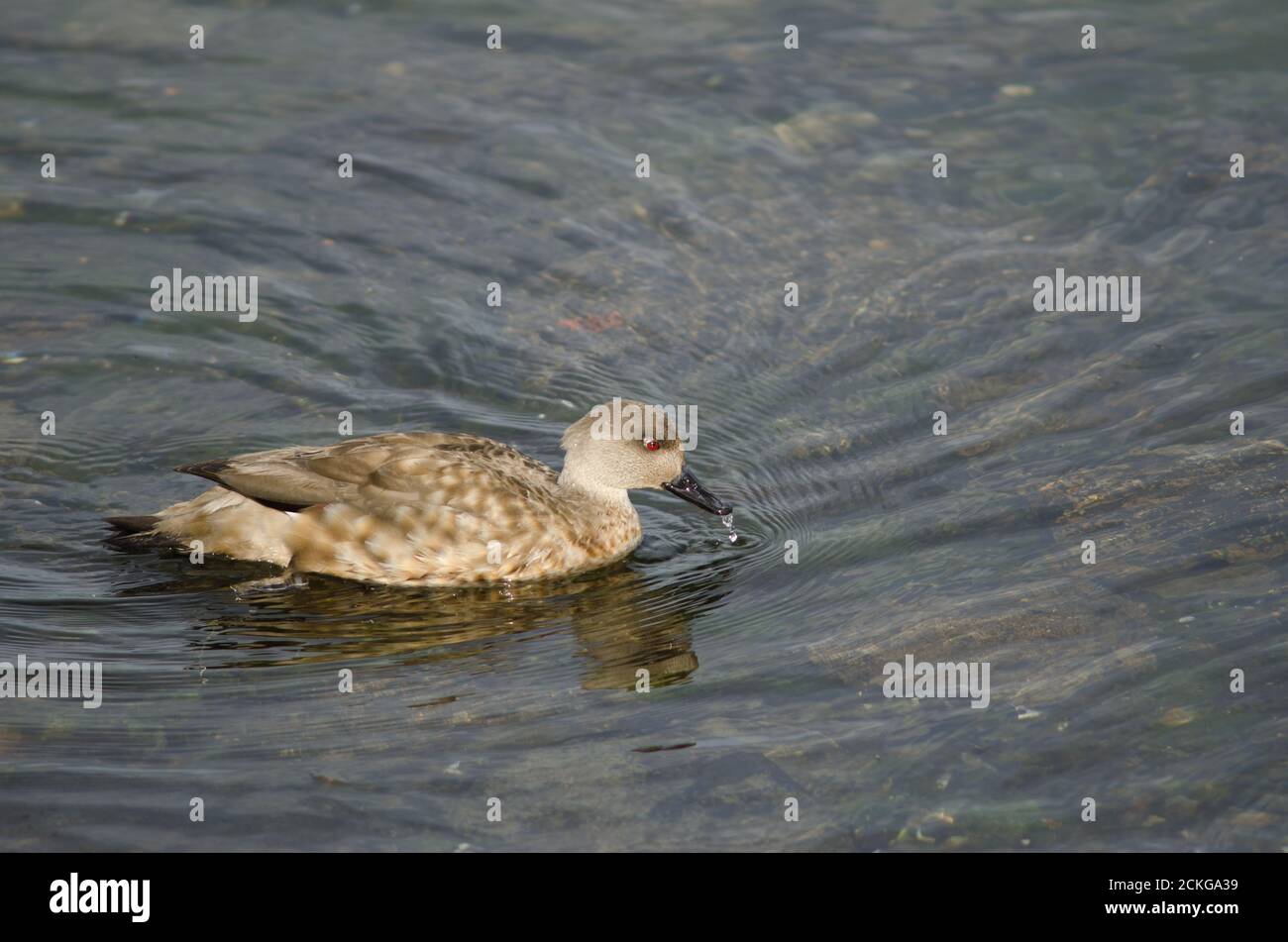 Patagonian Crested Ducks High Resolution Stock Photography and Images ...
