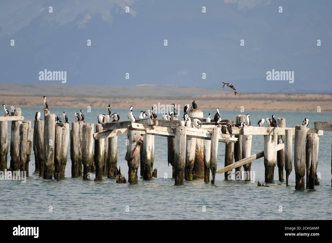 Old pier stumps hi-res stock photography and images - Alamy