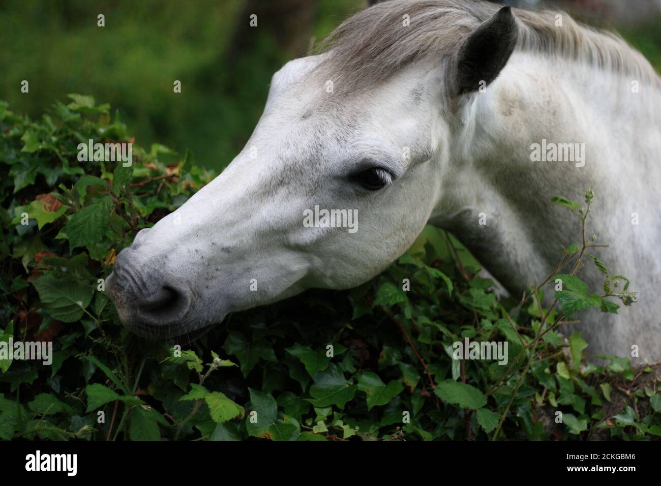 Horse Head Wall High Resolution Stock Photography and Images - Alamy