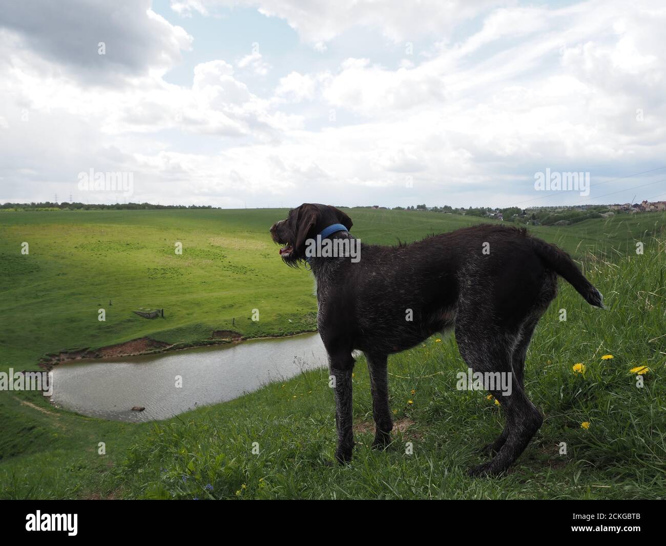 German beard grass hi-res stock photography and images - Alamy