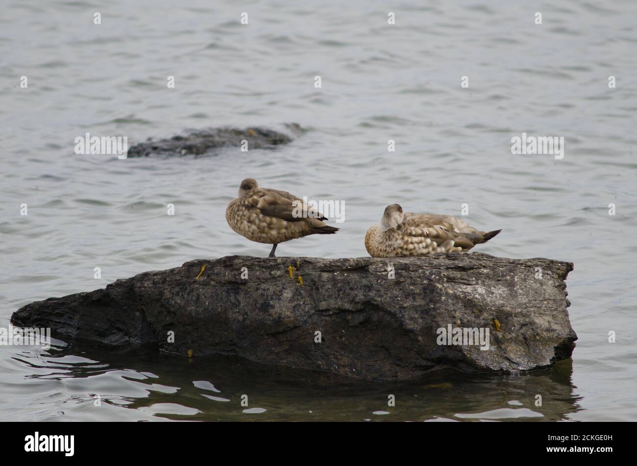 Patagonian crested ducks hi-res stock photography and images - Alamy