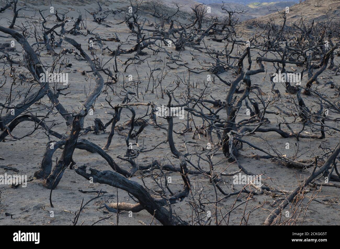 Burned bushes in the forest fire of 2011-2012. Torres del Paine ...