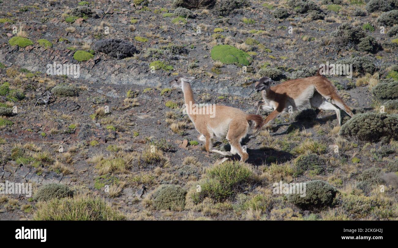Running guanacos hi-res stock photography and images - Alamy