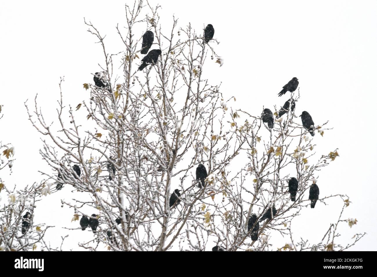 Black birds in winter sit on the branches of trees in the cold, it ...
